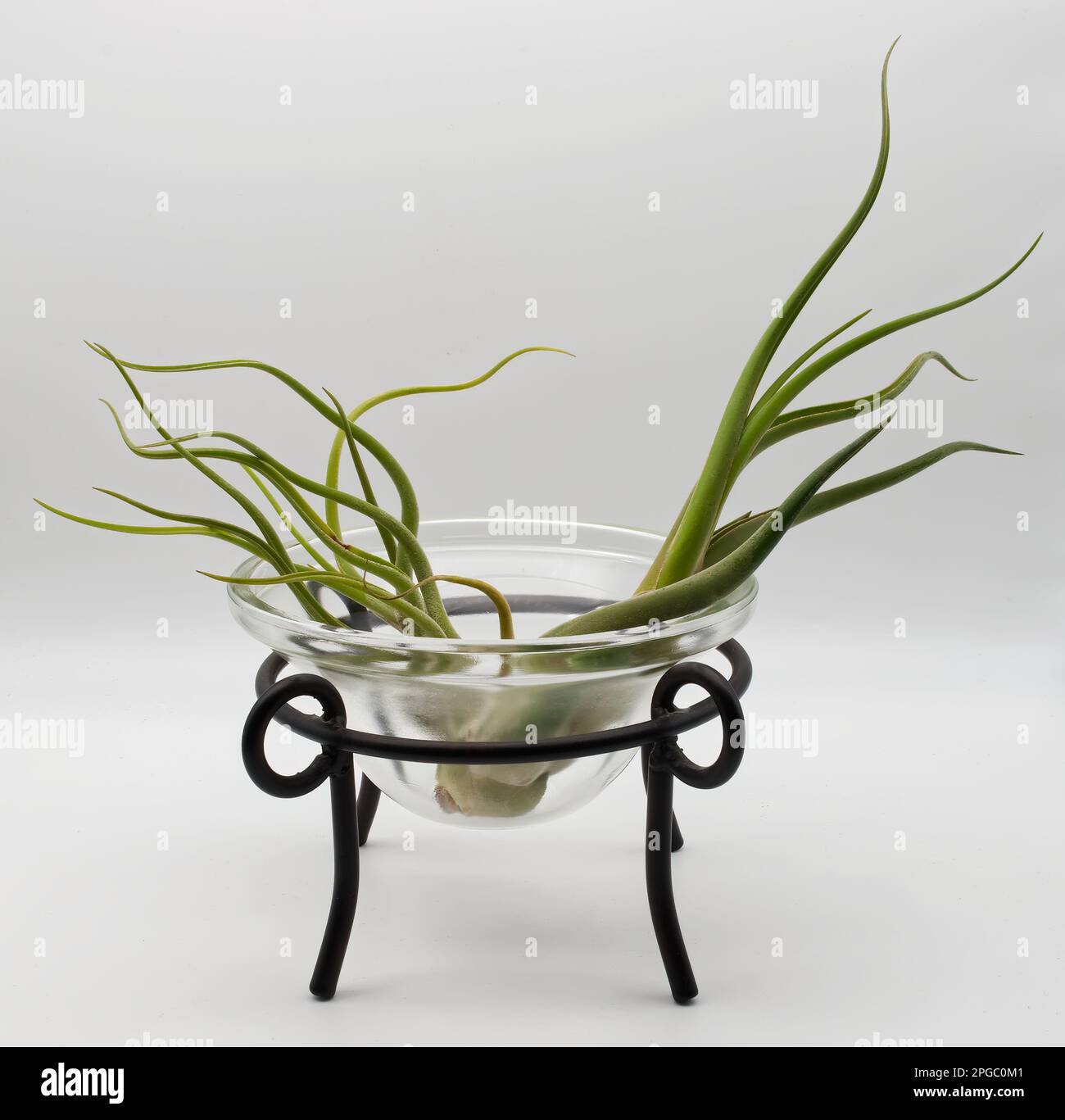 Tillandsia is a plant without roots. It absorbs its nutrients from the ...