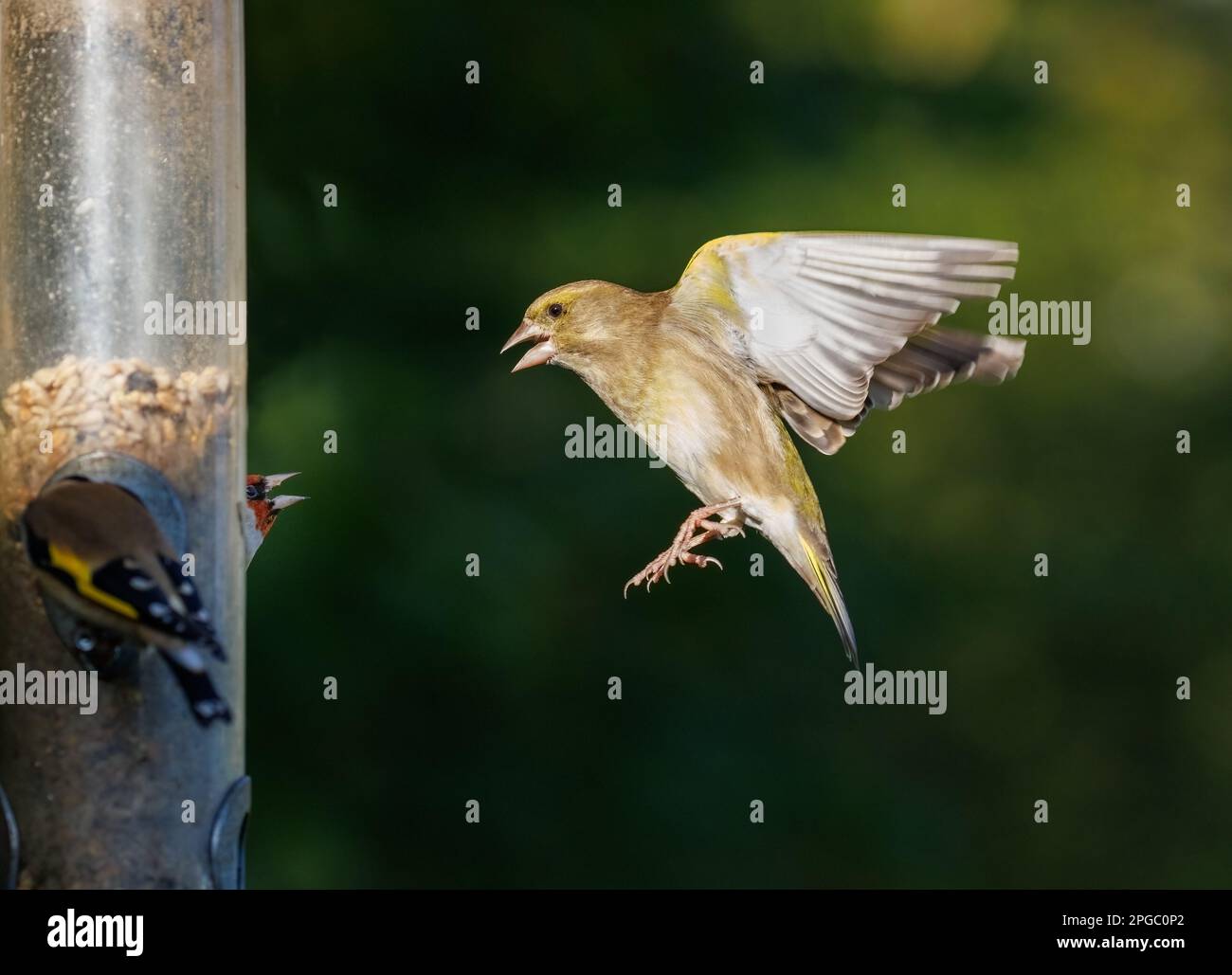 Male greenfinch in flight hi-res stock photography and images - Alamy