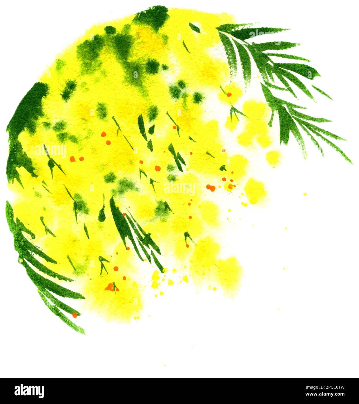 watercolor yellow flowers of mimosa, hand draw illustration, spring ...