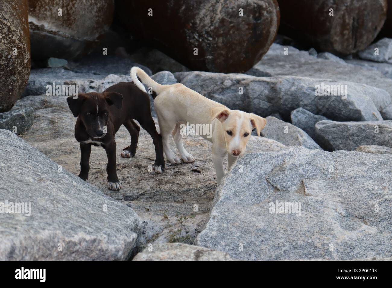 White puppy and black puppy happily looking at the camera with some ...