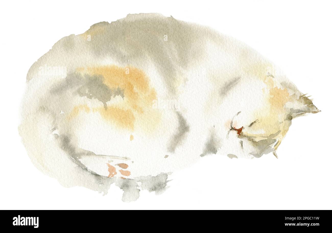 watercolor hand draw sleeping cat, sketch of cute kitten, illustration ...