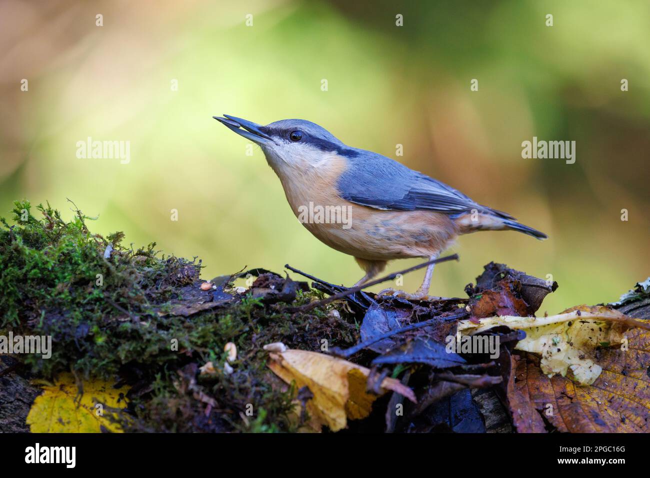Nuthatch [ Sitta europaea ] on baited log with seed in its beak / bill ...