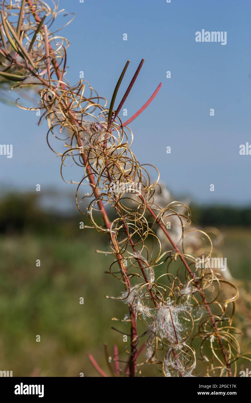 Wither flowers Fireweed in the woods with unusual shapes. Autumn ...