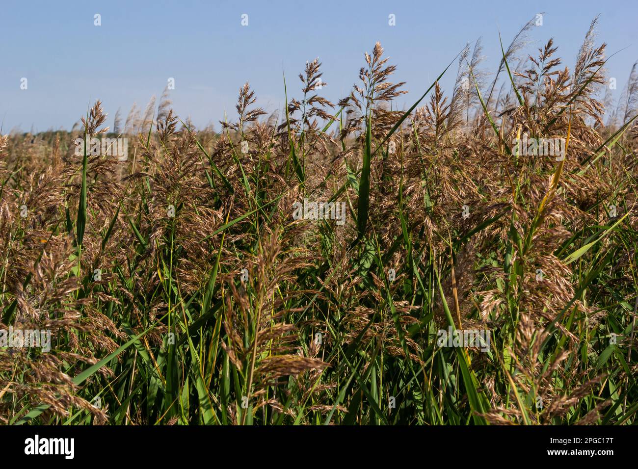 Phragmites australis is a herbaceous perennial bluish-green plant of ...