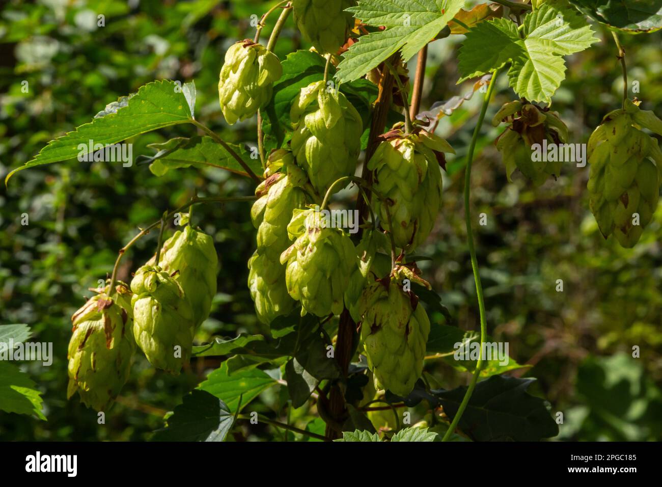 Humulus lupulus is a species of perennial herbaceous plants of the hemp ...