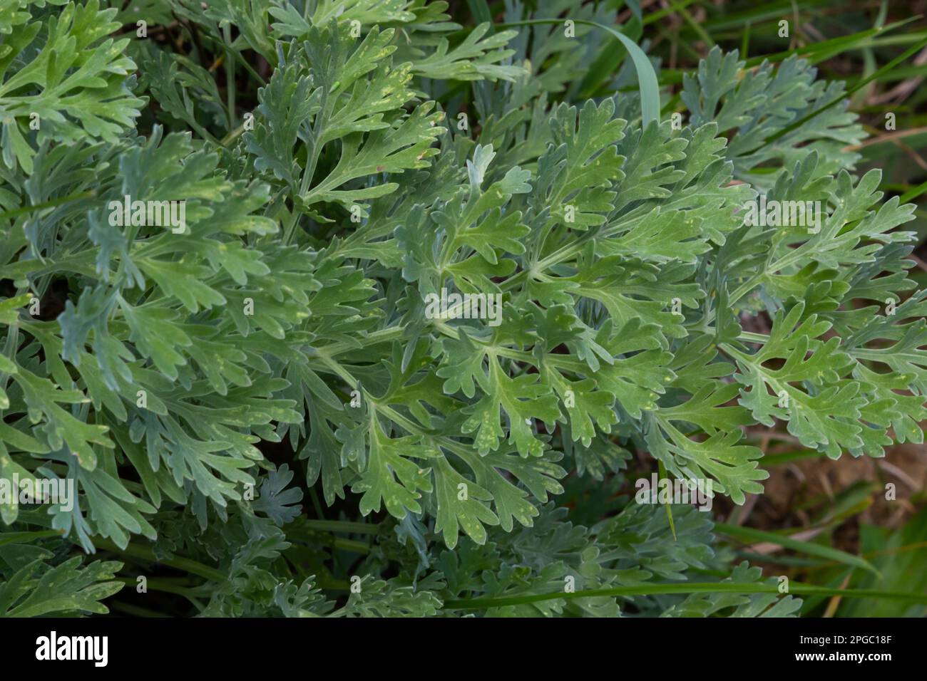 Artemisia absinthium is a perennial plant of the aster family ...