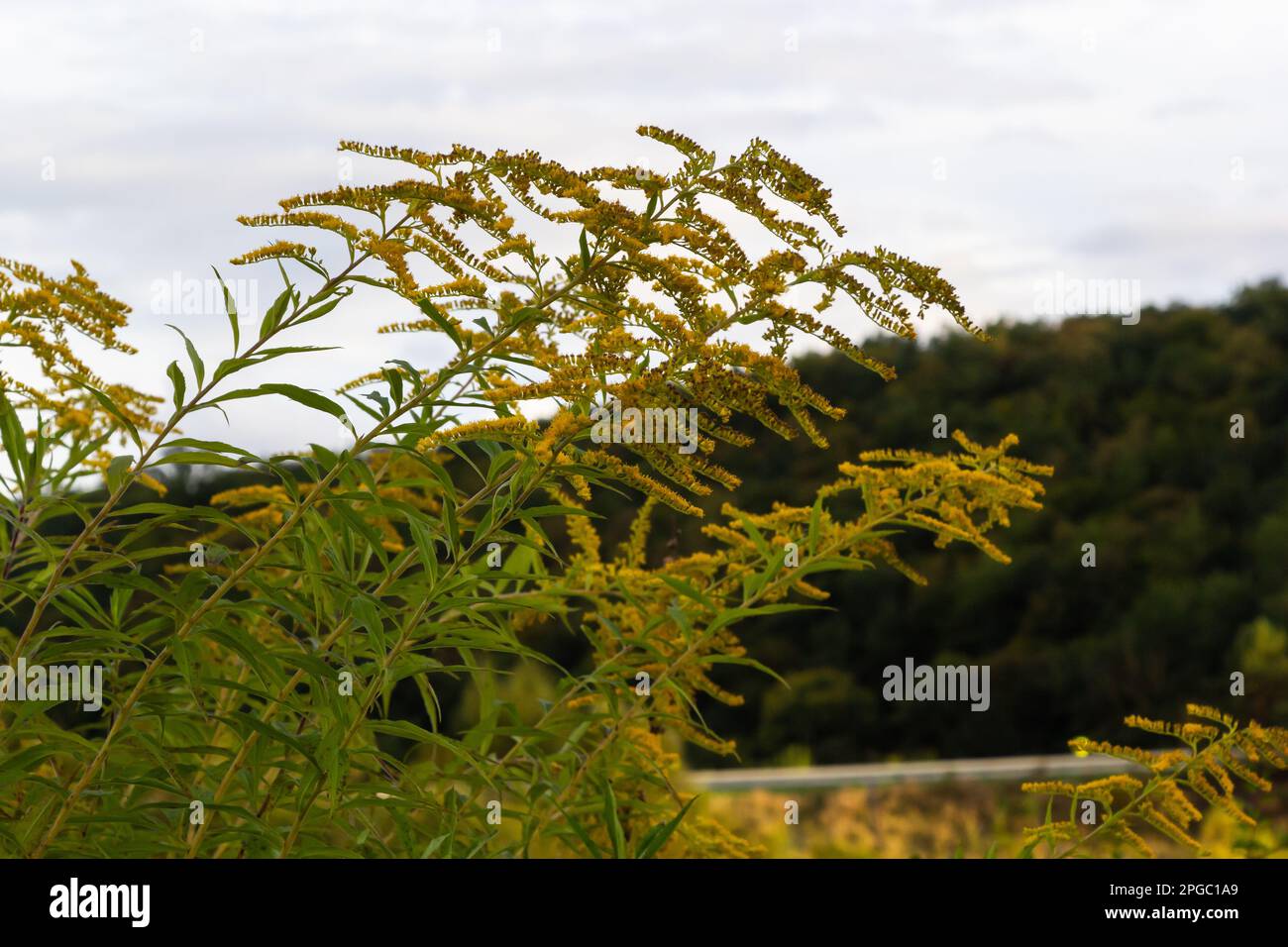 Yellow panicles of Solidago flowers in August. Solidago canadensis ...