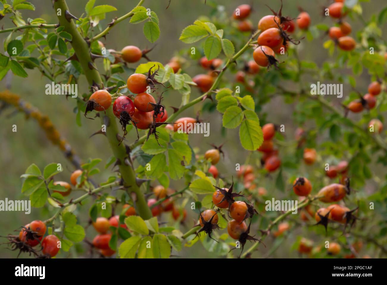 Rosa canina is a perennial plant of the rose family, a tall bush with ...