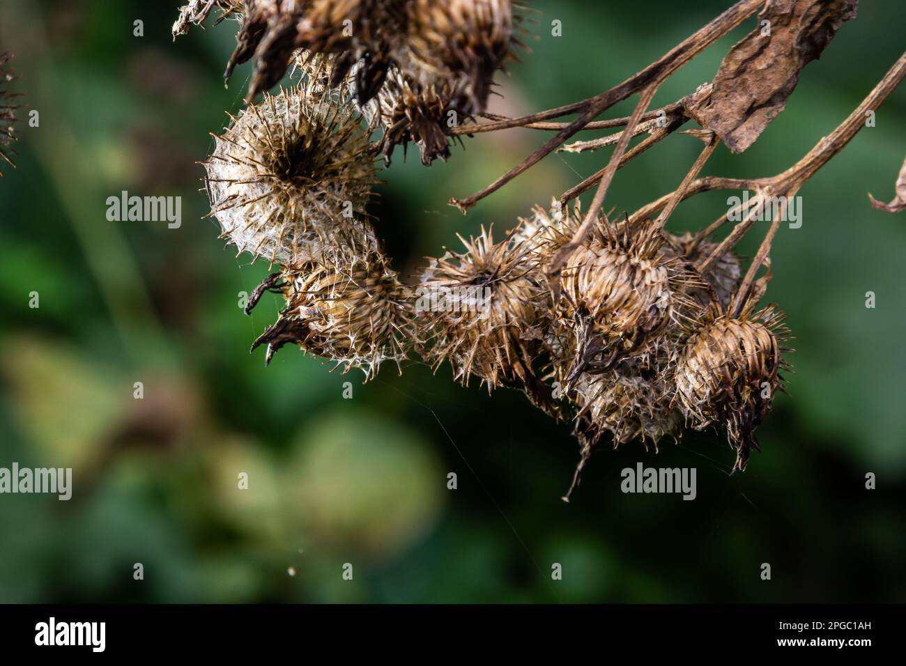 Prickly burr hi-res stock photography and images - Alamy