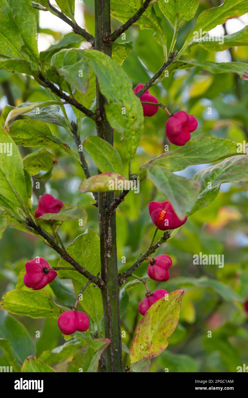 Euonymus europaeus, known as spindle, and also as European spindle and ...