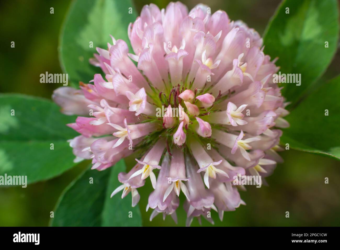 Macro shooting of Clover Trifolium pratense or trefoil flower herbal on ...