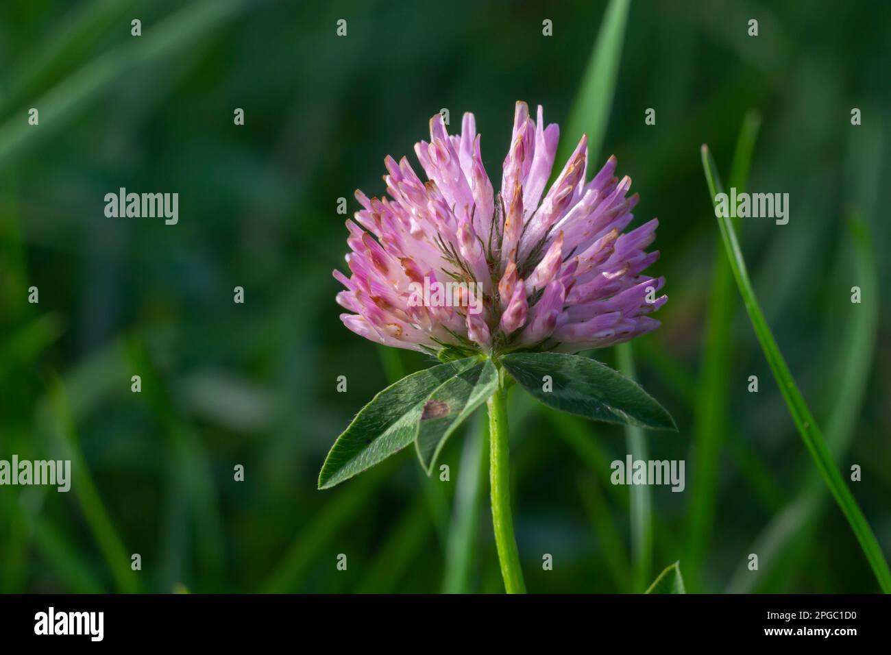 Trifolium pratense, red clover. Collect valuable flowers fn the meadow ...