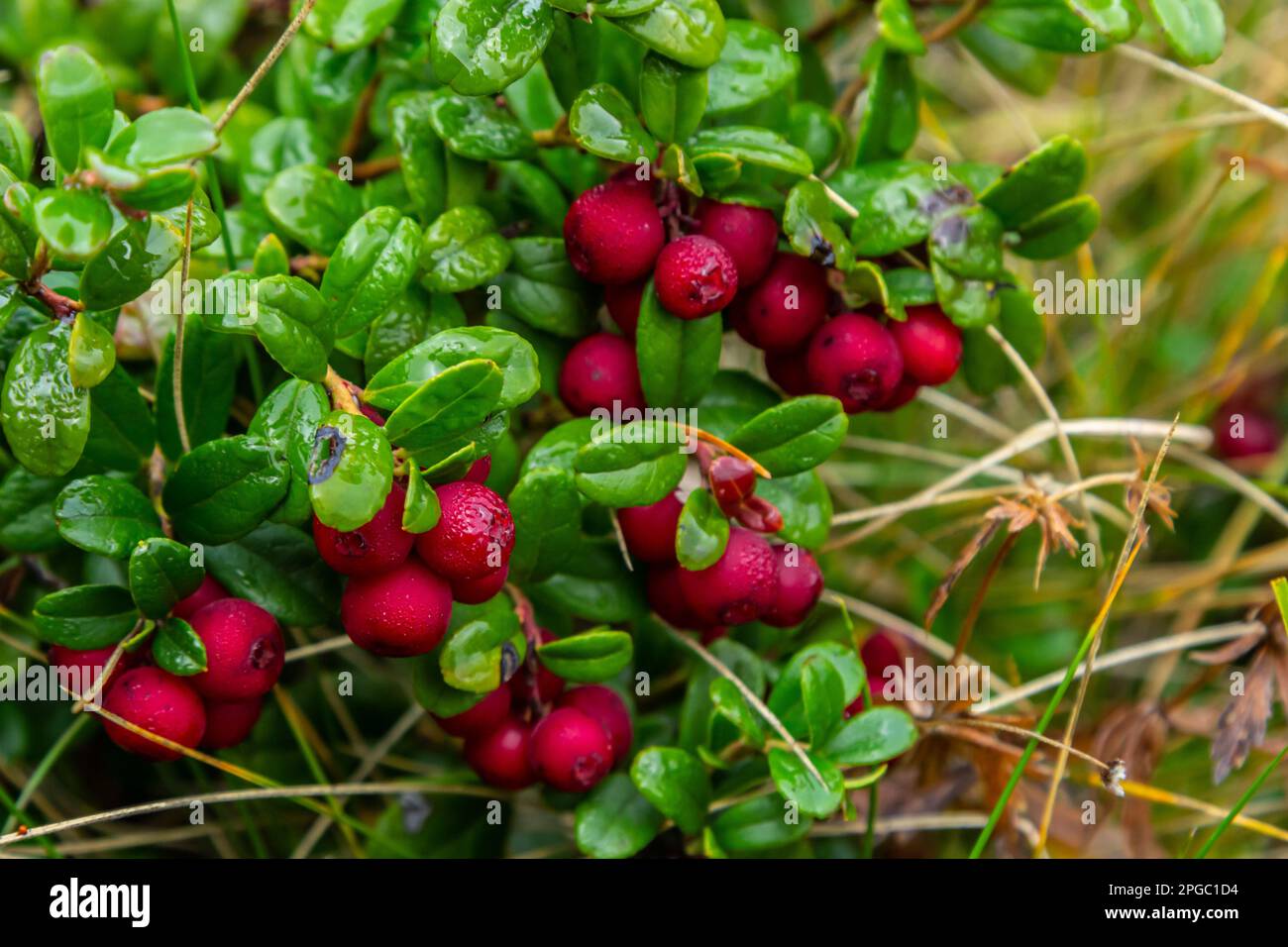 Vaccinium vitis-idaea lingonberry, partridgeberry, or cowberry is a ...