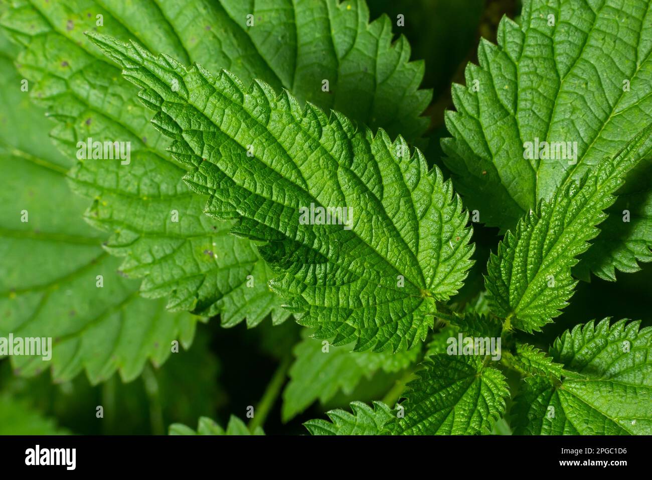 Photo of a plant nettle. Nettle with fluffy green leaves. Background ...
