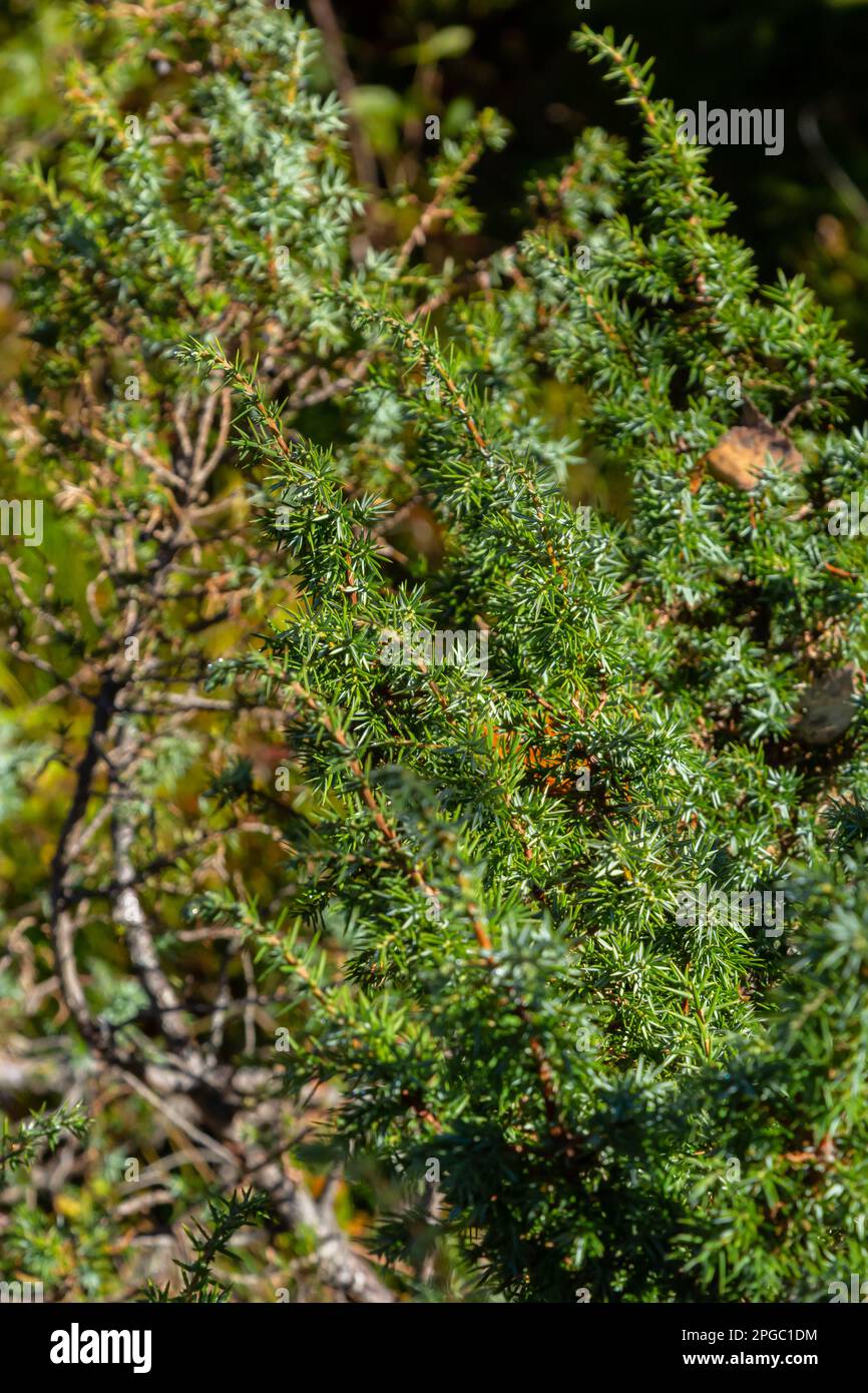 Juniperus communis, the common juniper, is a species of conifer in the ...