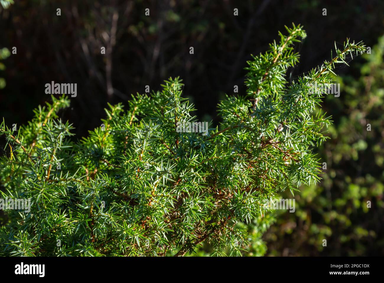 Juniperus communis, the common juniper, is a species of conifer in the ...