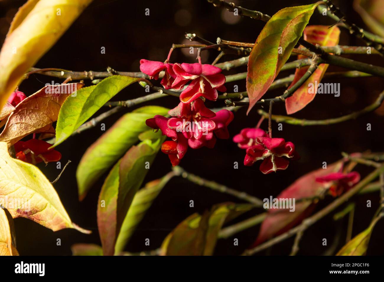 Euonymus europaeus - Spindle shrub also European spindle tree. Shrubs ...