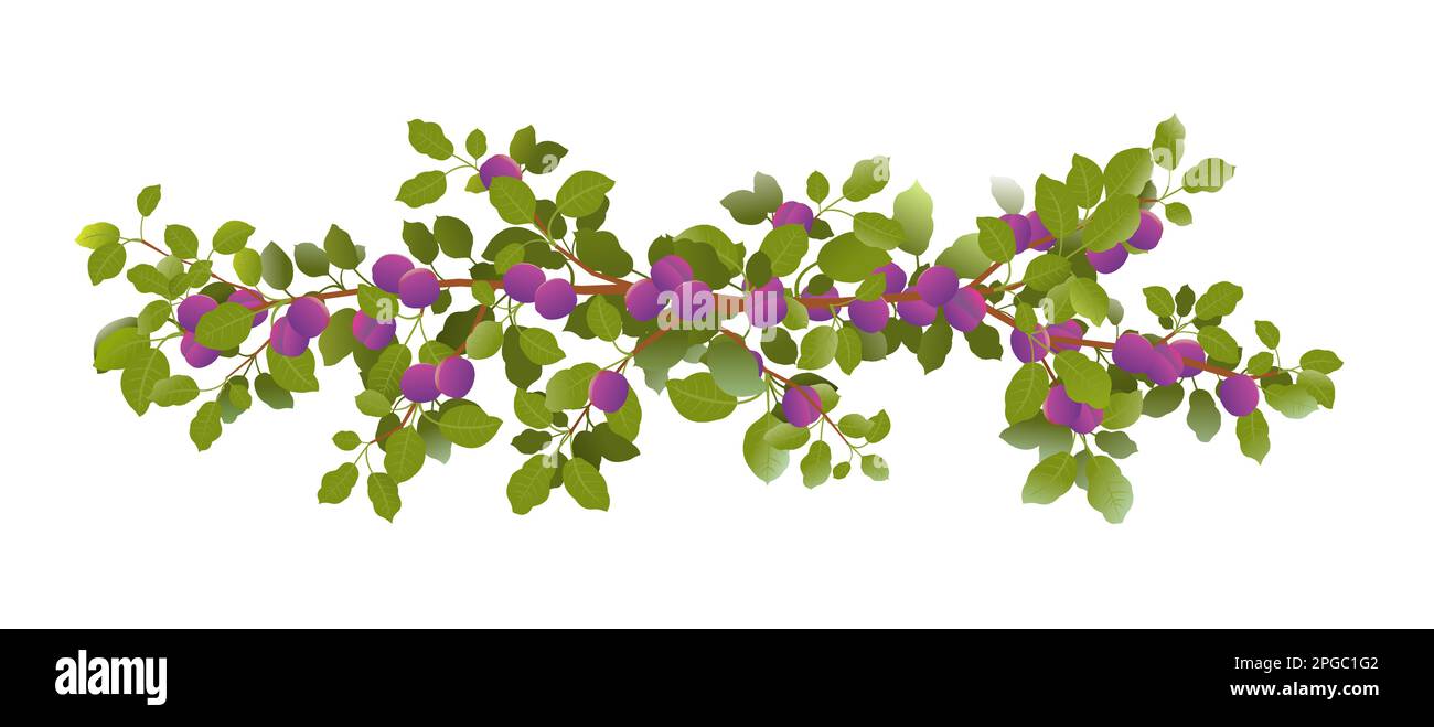 Tree branch plum with ripe fruits. Garden plant with edible harvest ...