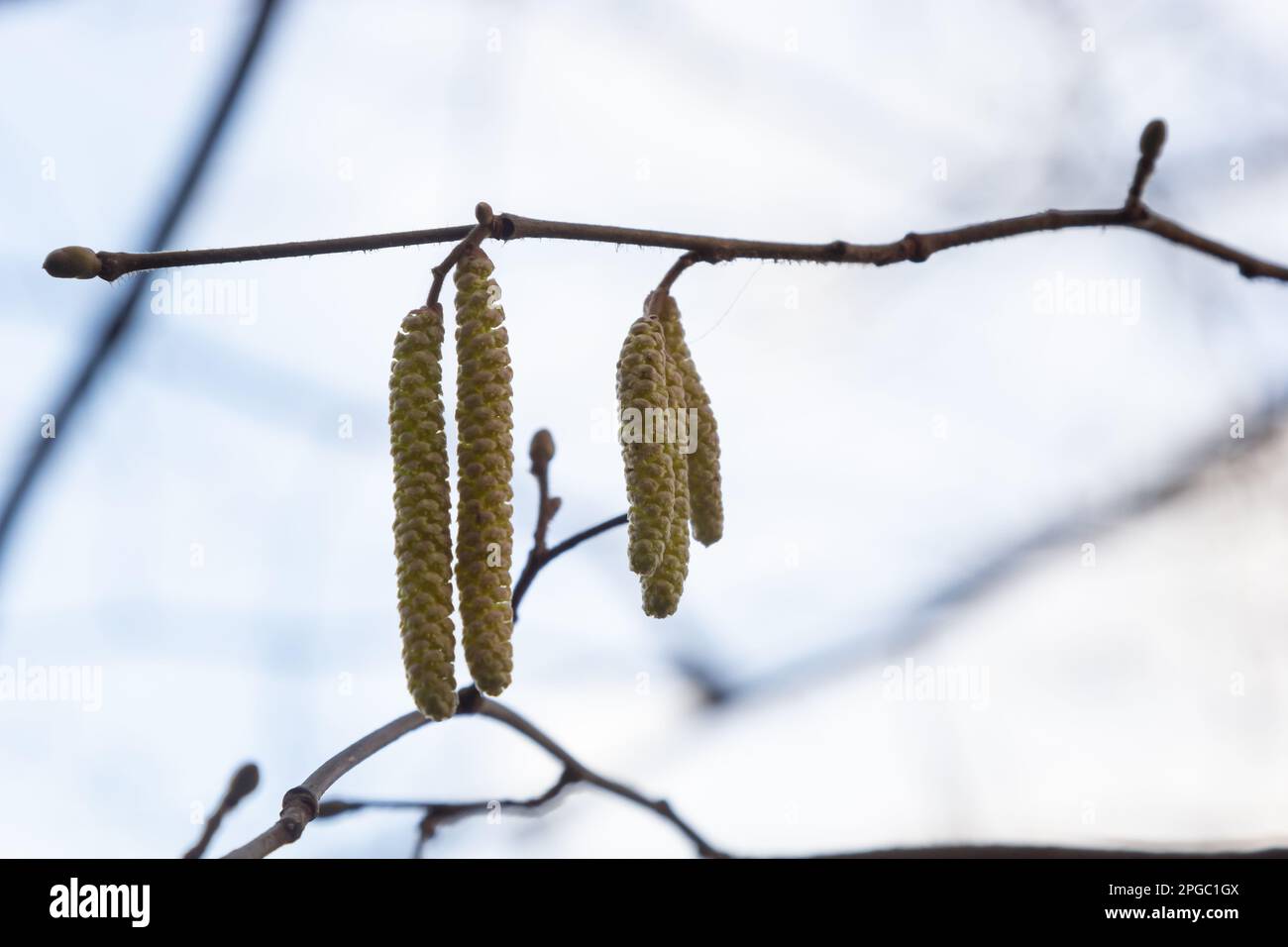 Common hazel Corylus avellana, in the spring blooms in the forest Stock ...