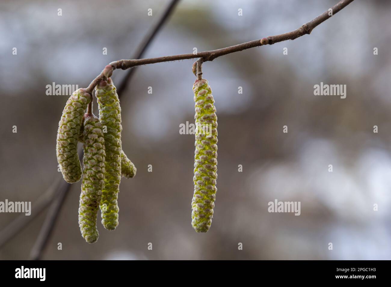 Common hazel Corylus avellana, in the spring blooms in the forest Stock ...
