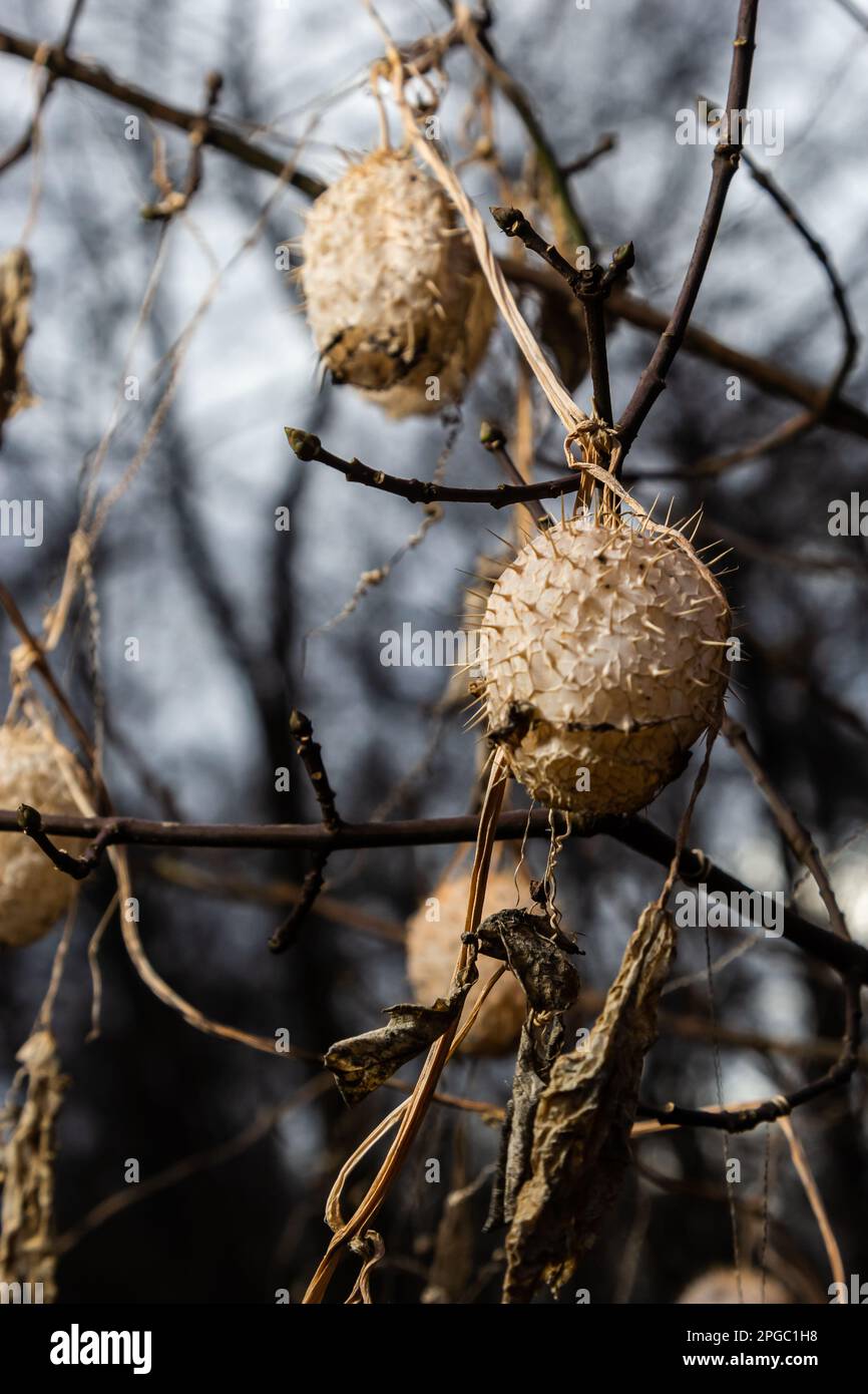 Spiny cucumber hi-res stock photography and images - Alamy