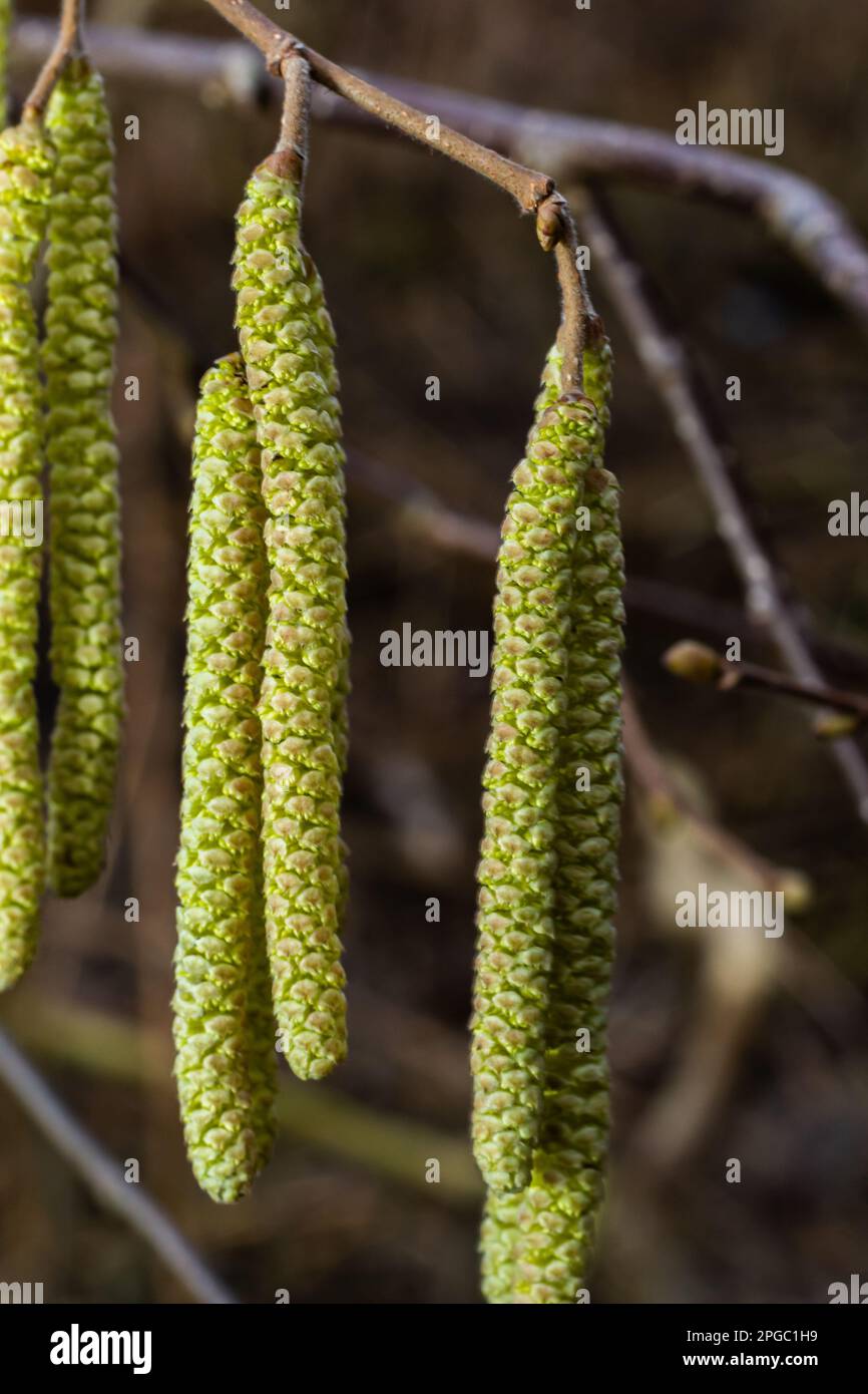 Flowering common hazel tree hi-res stock photography and images - Alamy