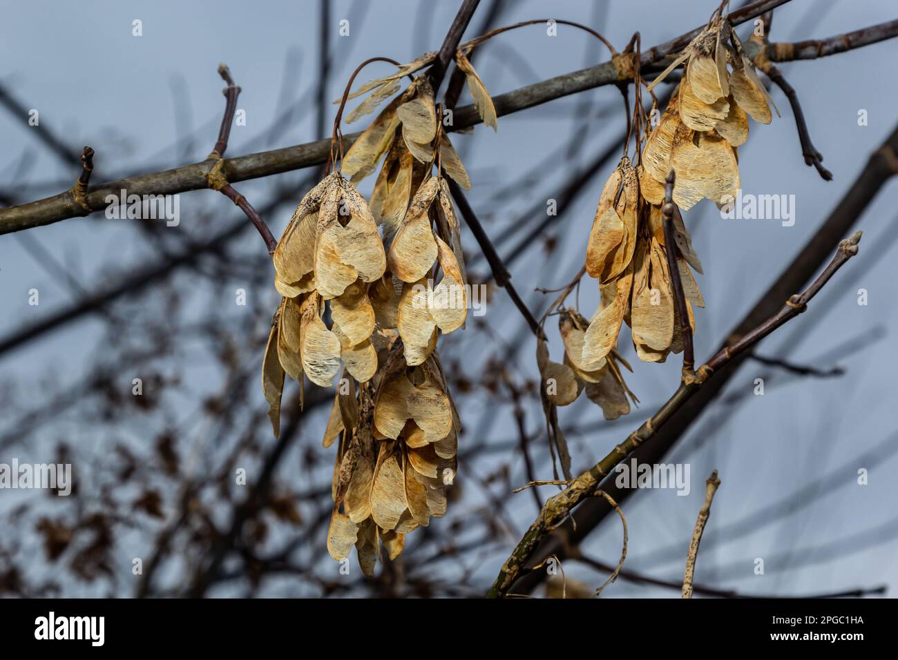 Dry seeds on tree branch hi-res stock photography and images - Alamy