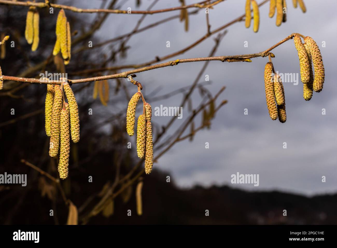 Common hazel Corylus avellana, in the spring blooms in the forest Stock ...