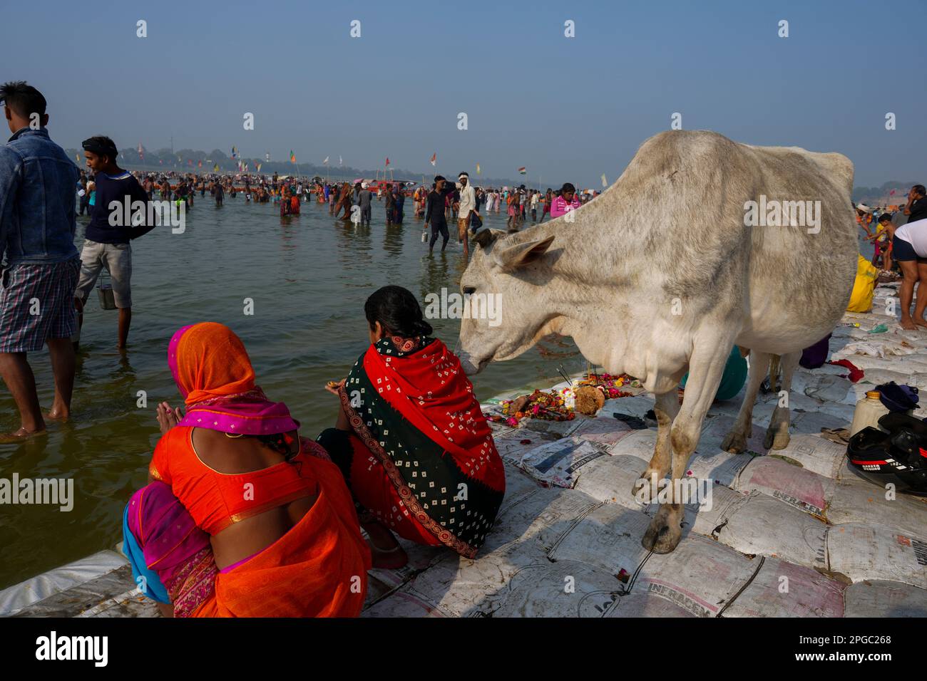 A cow stands anticipating food as Hindu devotees perform morning ...