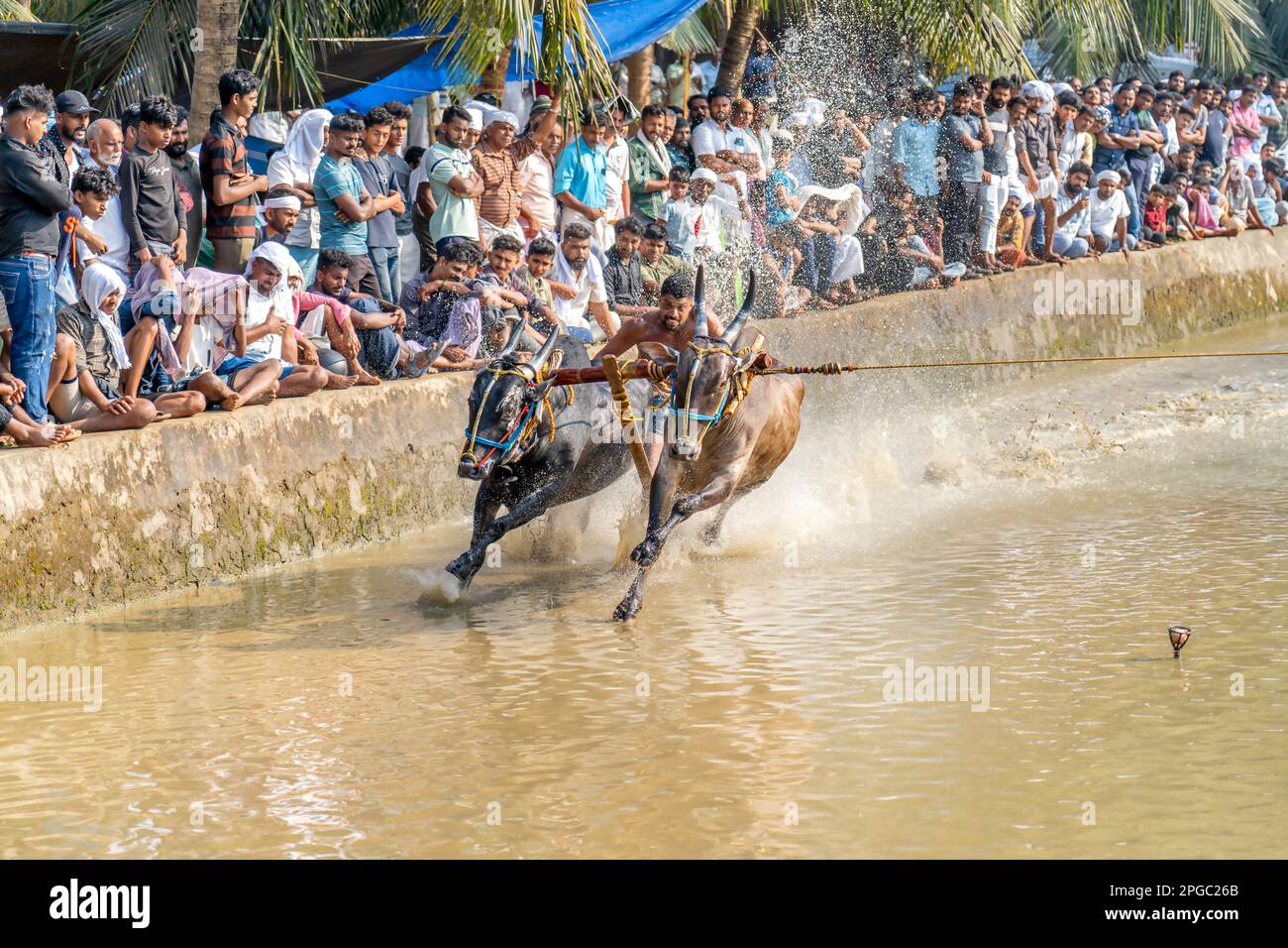 Maramadi is a type of cattle race conducted in Indian state Kerala. The ...