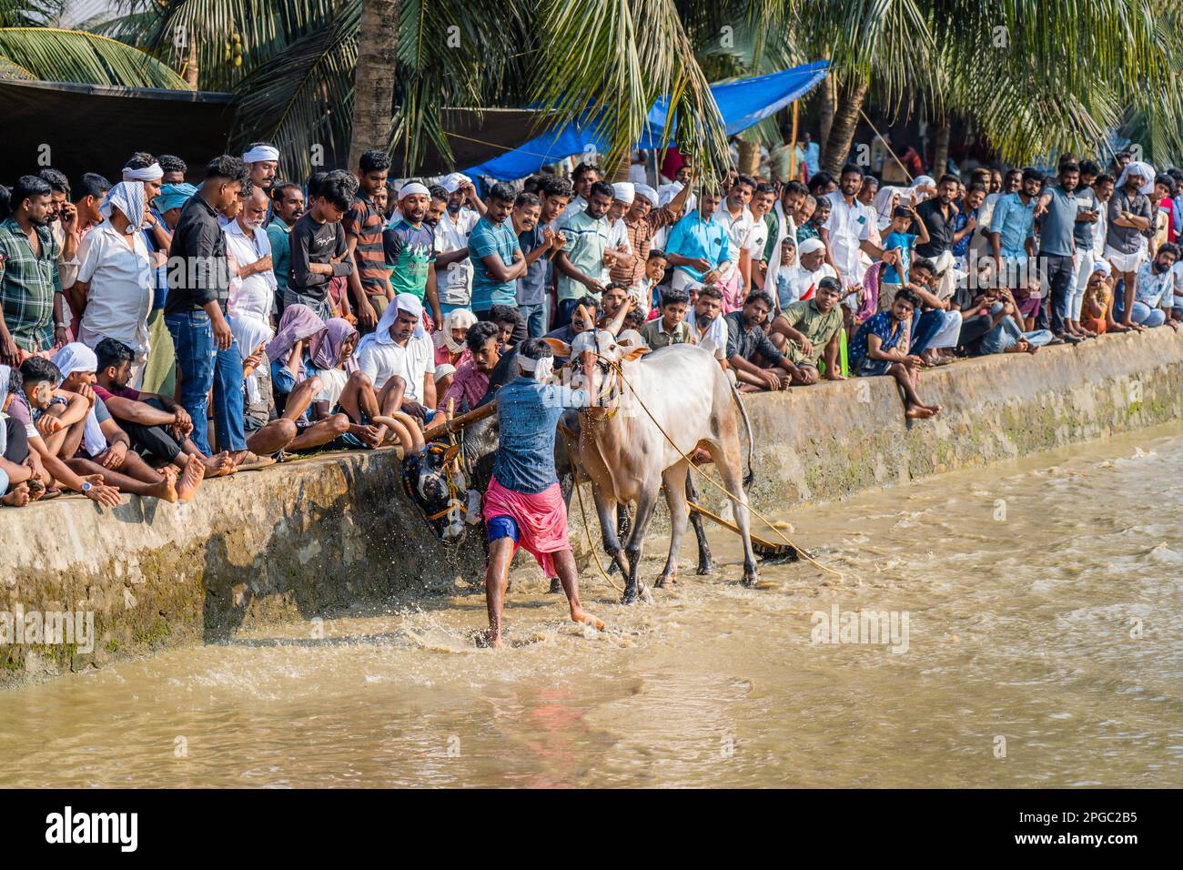 Maramadi is a type of cattle race conducted in Indian state Kerala. The ...