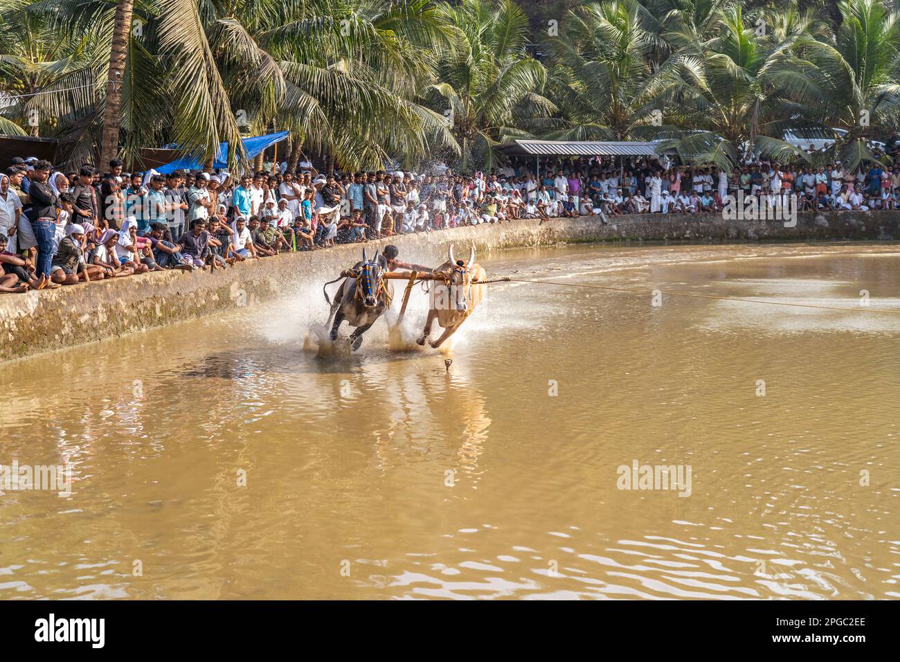 Maramadi is a type of cattle race conducted in Indian state Kerala. The ...