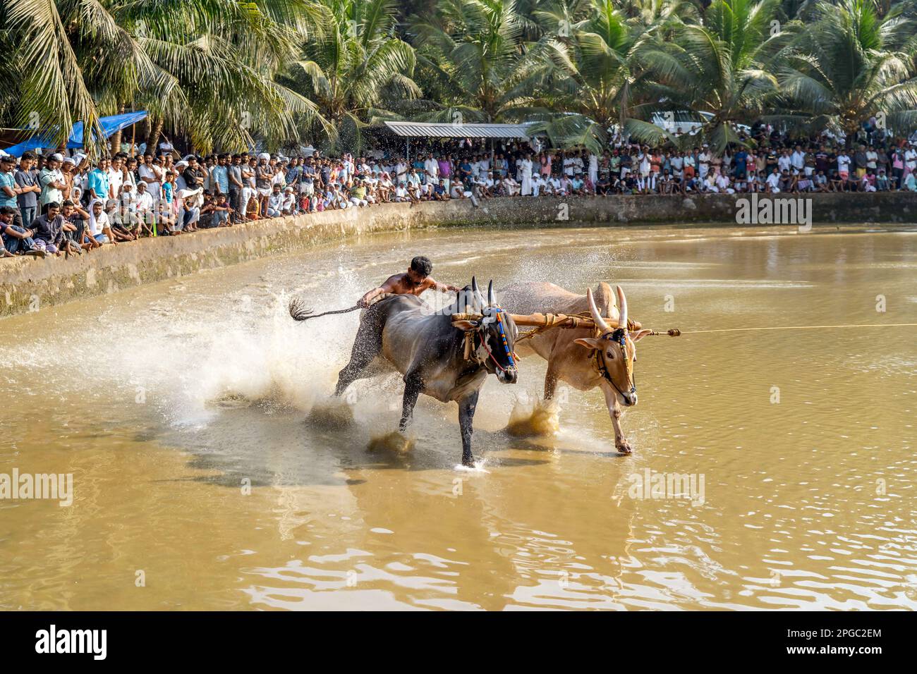 Maramadi is a type of cattle race conducted in Indian state Kerala. The ...