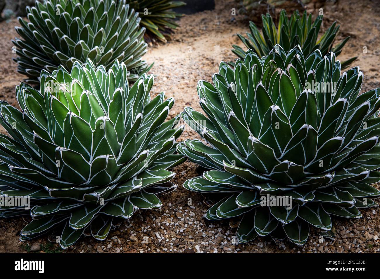 agave victoria planting and grow in desert greenhouse Stock Photo - Alamy