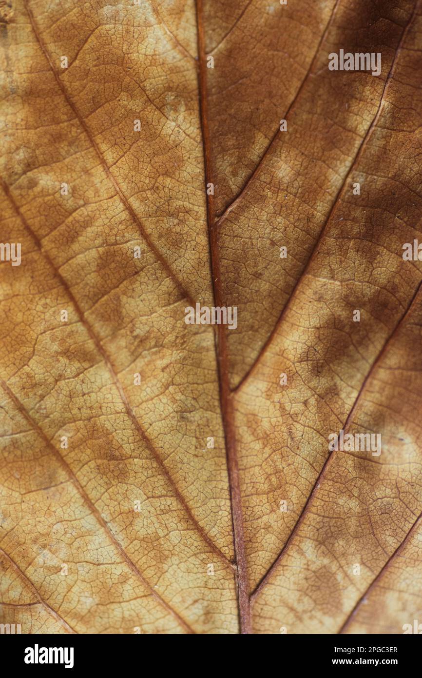 Leaf object hi-res stock photography and images - Alamy