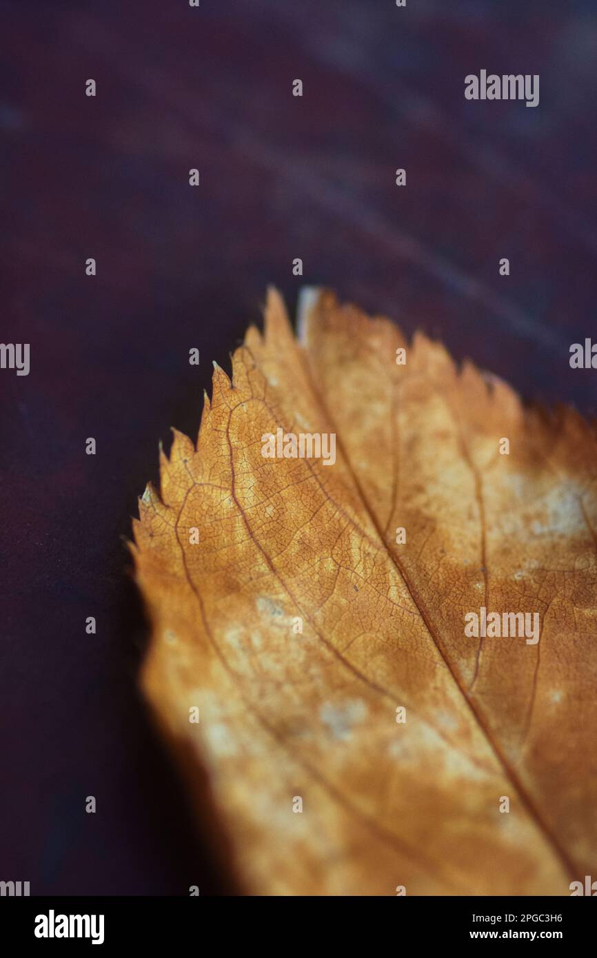 Leaf object hi-res stock photography and images - Alamy