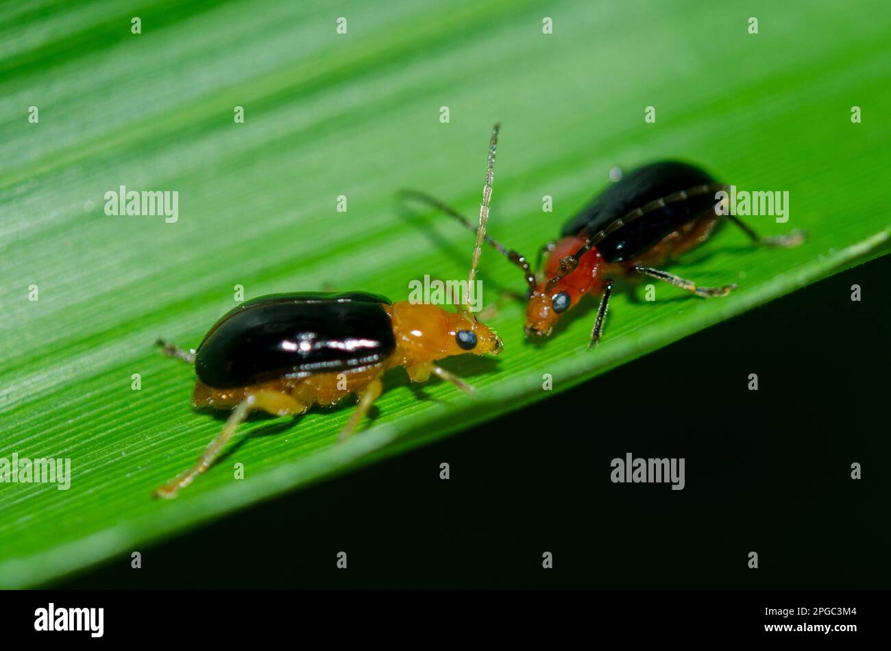 Pair of Leaf Beetles, Chrysomelidae Family, on leaf, Klungkung, Bali ...