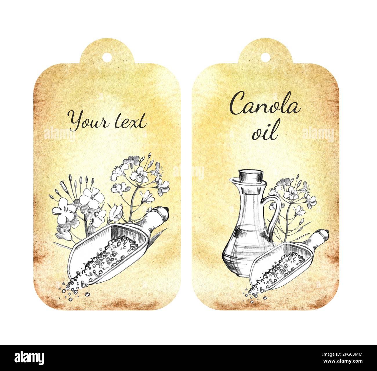 Labels for rapeseed oil, watercolour background, hand drawn flowers of ...
