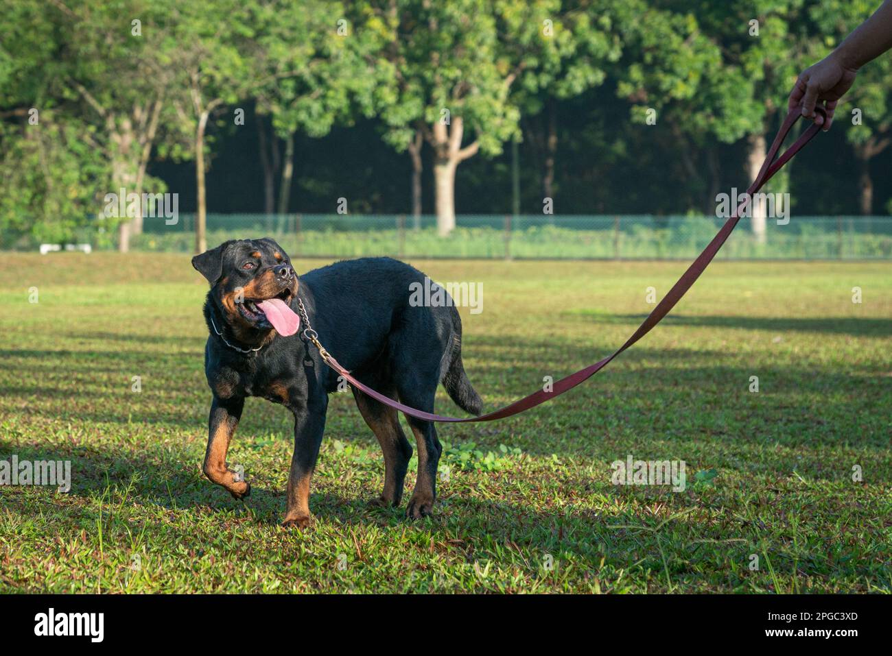 Portrait handsome rottweiler dog hi-res stock photography and images ...
