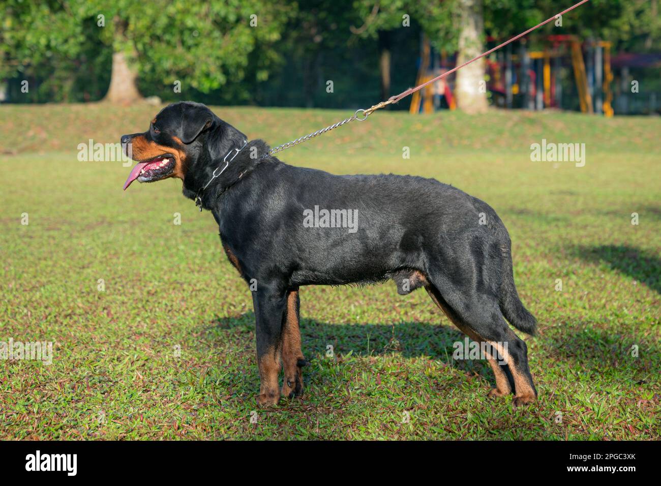 Side view nature purebred hi-res stock photography and images - Alamy