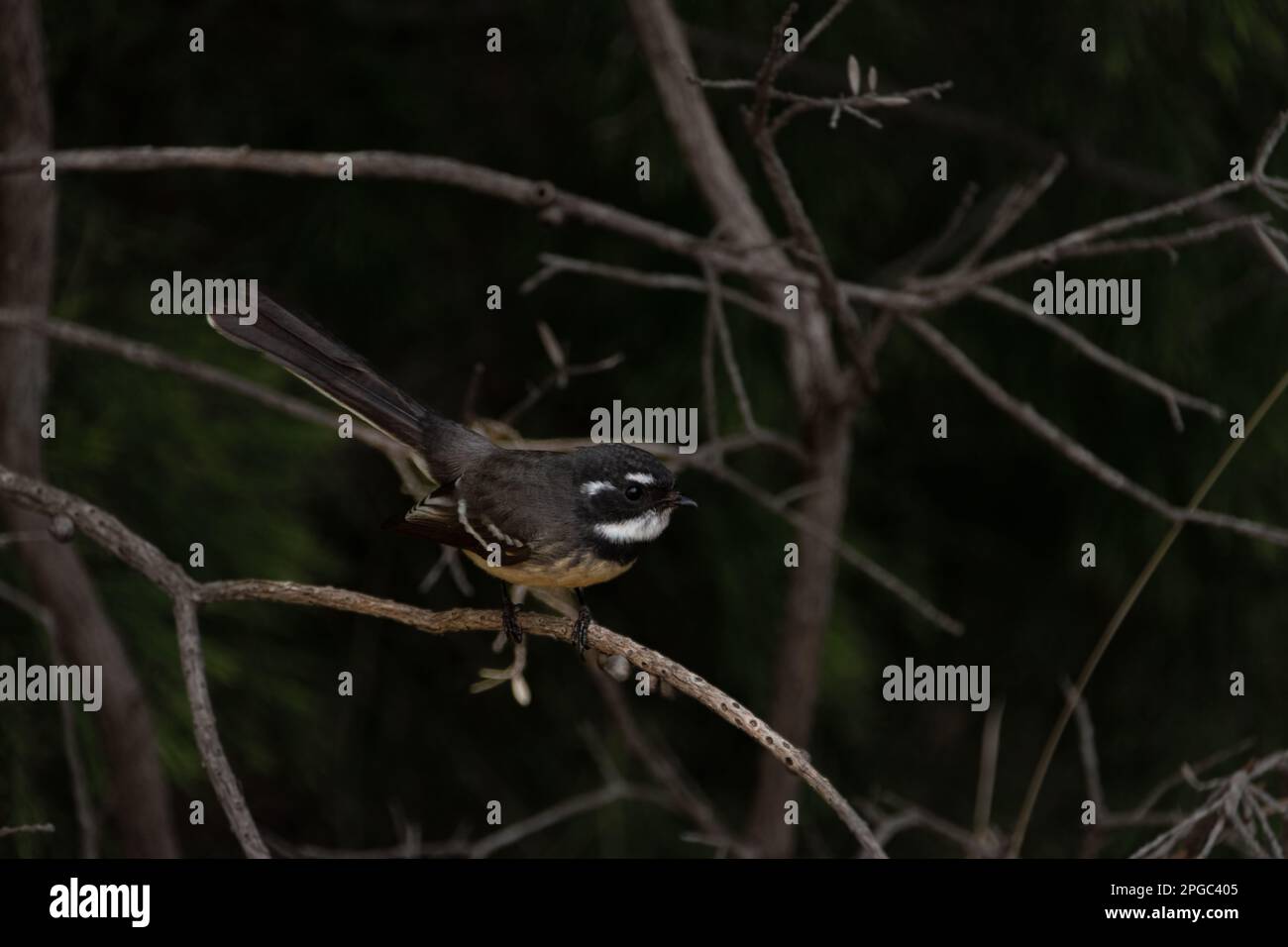 Australian native animals hi-res stock photography and images - Alamy