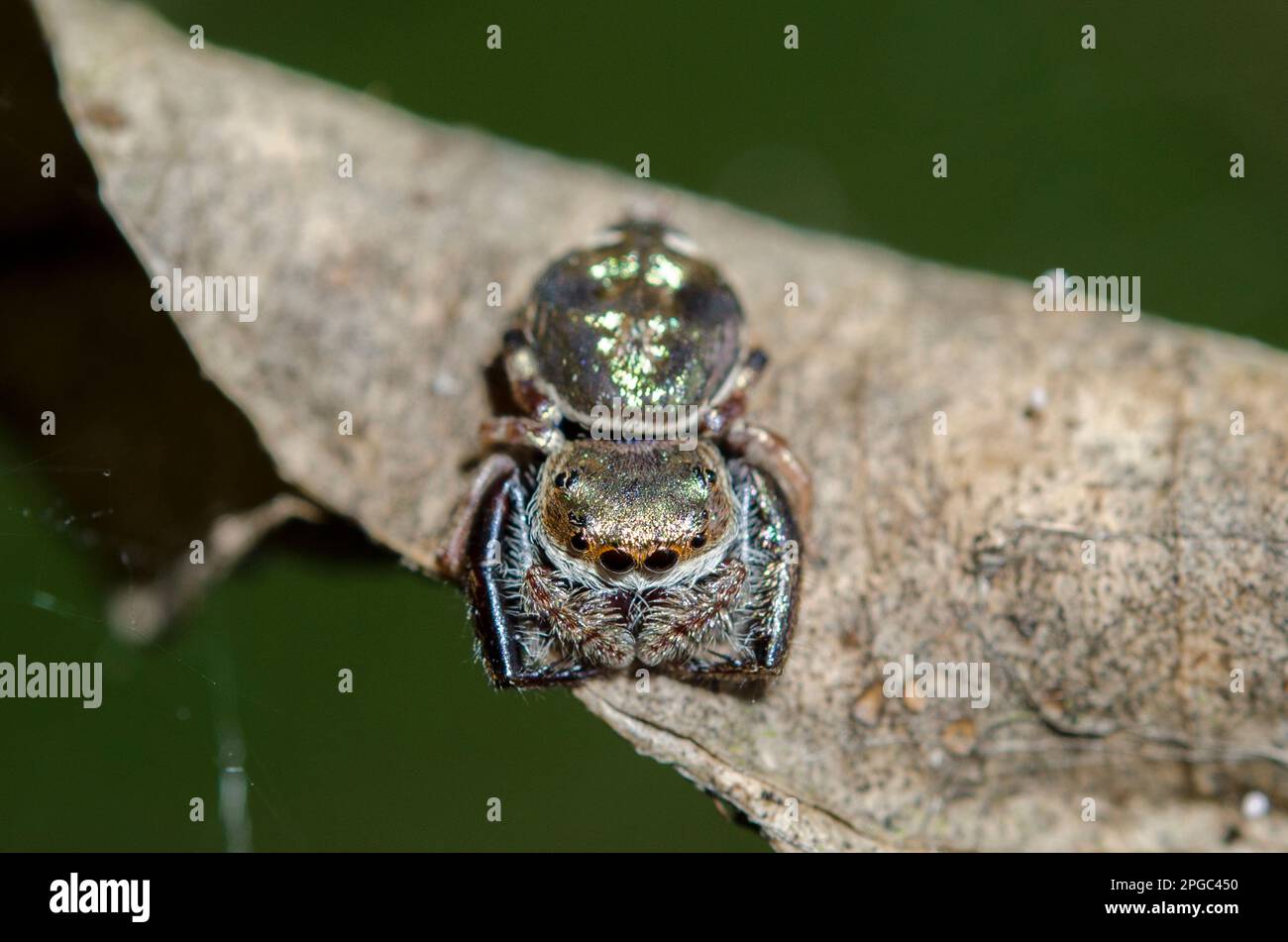 Gold-and-Purple Jumping Spider, Simaetha sp, on dead leaf, Klungkung ...