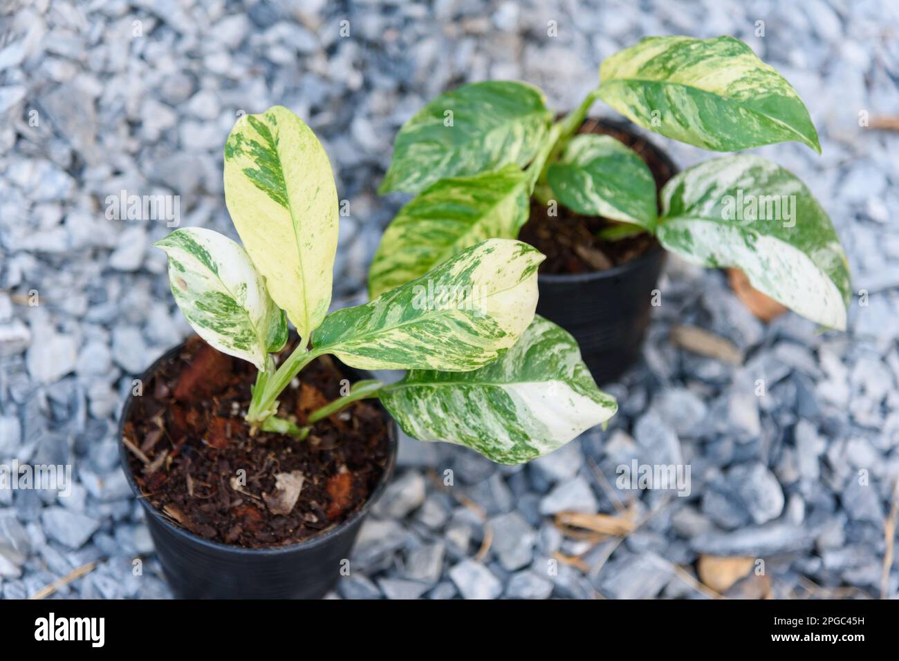 rhaphidophora puberula variegated in the pot Stock Photo - Alamy