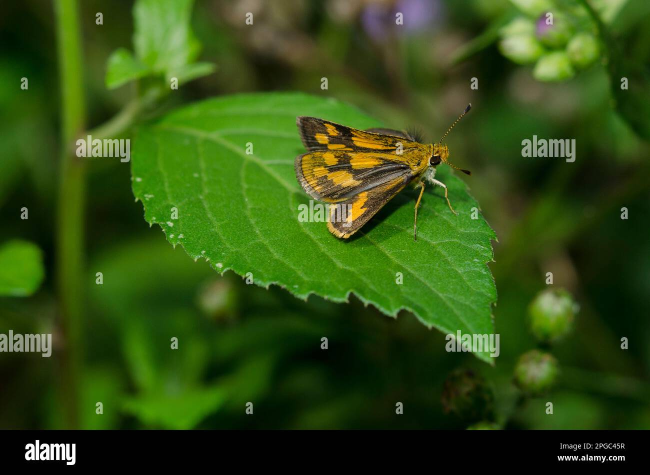 Large Dart, Potanthus serina, on leaf, Klungkung, Bali, Indonesia Stock ...