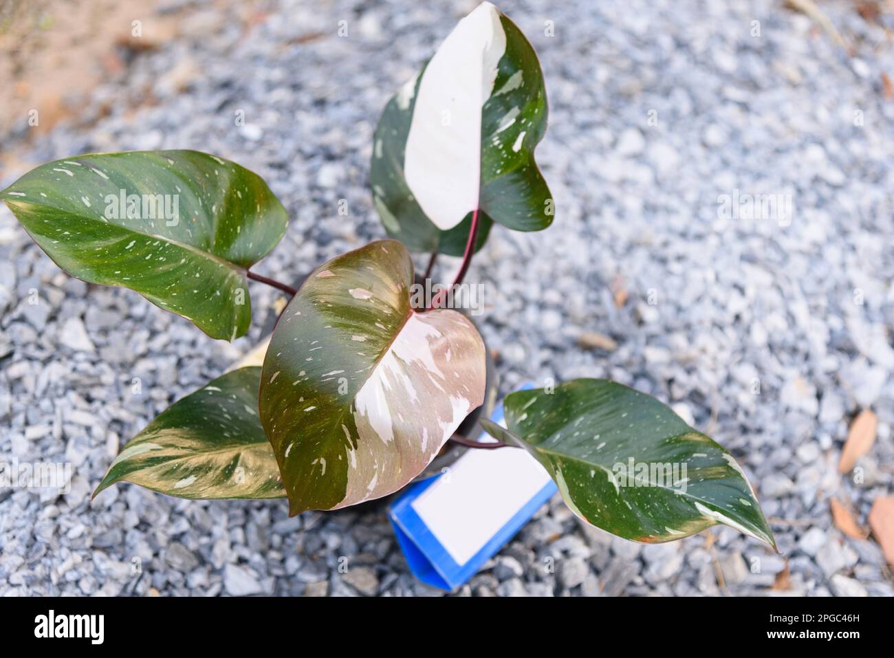 Philodendron red anderson hi-res stock photography and images - Alamy