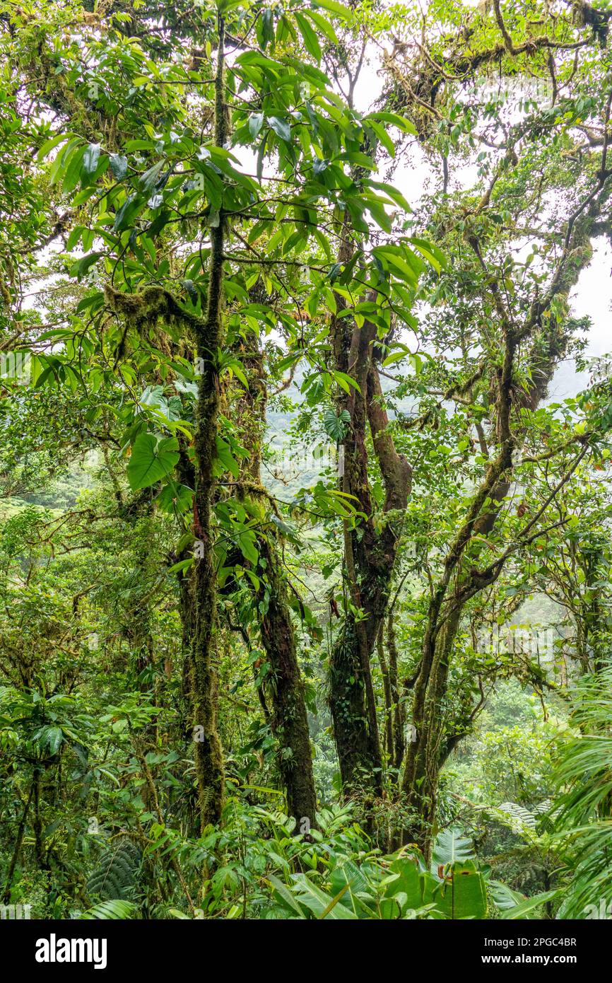 Dense forest of leaves hi-res stock photography and images - Alamy