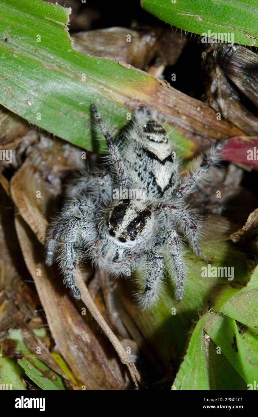 Heavy Jumping Spider, Hyllus diardi, on grass, Klungkung, Bali ...