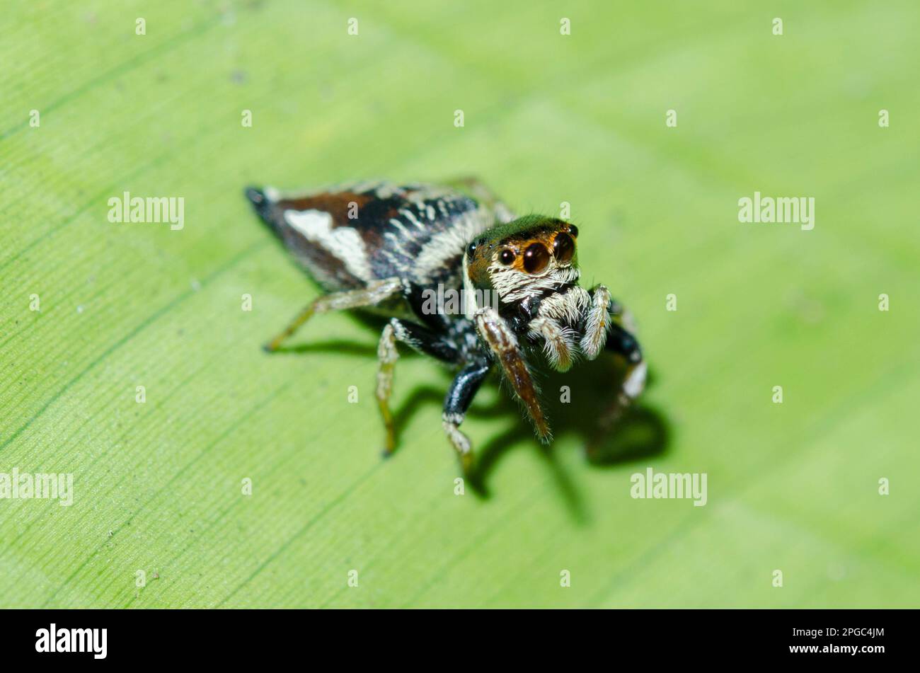 Jumping Spider, Salticidae Family, on leaf, Klungkung, Bali, Indonesia ...