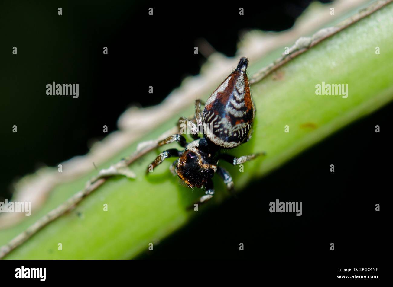 Jumping Spider, Salticidae Family, on leaf, Klungkung, Bali, Indonesia ...