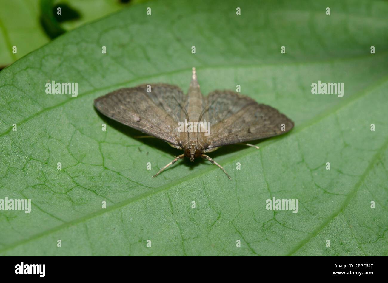 Tropical sod webworm moth hi-res stock photography and images - Alamy